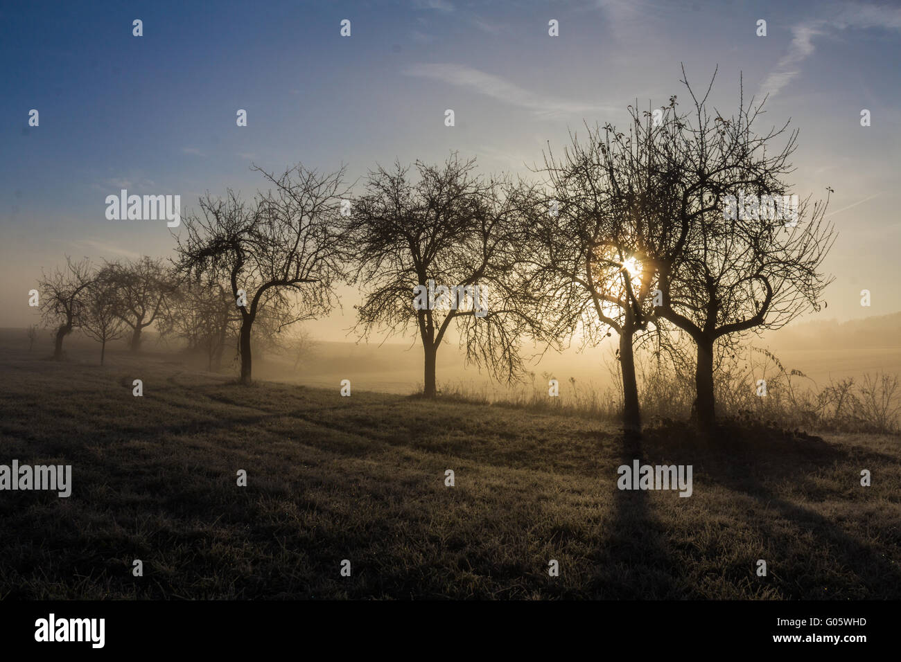 Trees frosted in the morning Stock Photo - Alamy