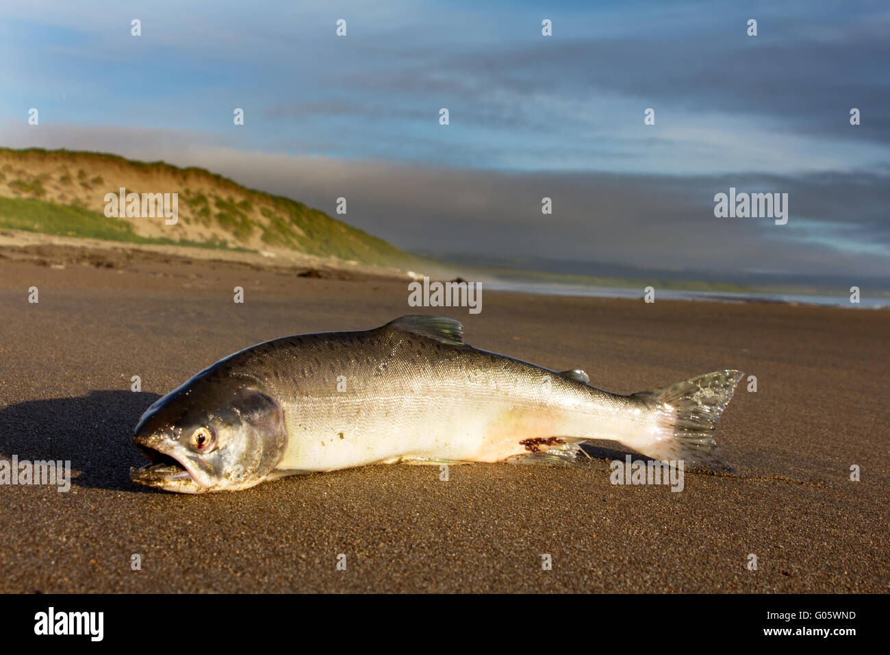 the Silver salmon cast ashore by surge of ocean Stock Photo - Alamy
