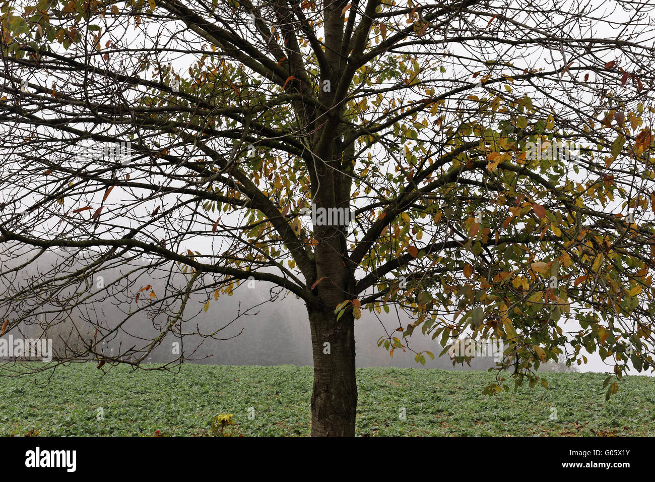 Cherry tree with fog in November, Hagen, Germany Stock Photo - Alamy