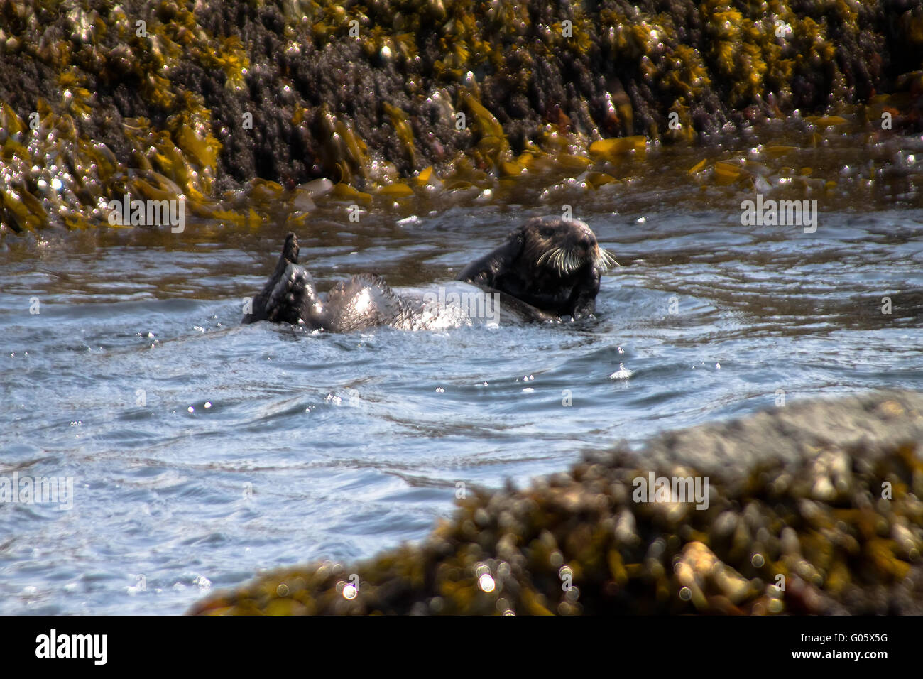 The Sea Otter floats on back among sea girdle Stock Photo - Alamy
