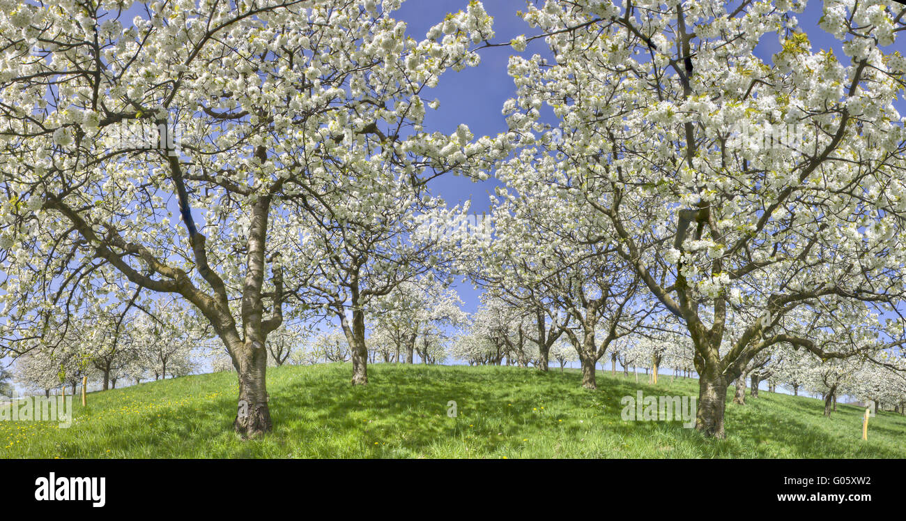 trees in flower Stock Photo - Alamy