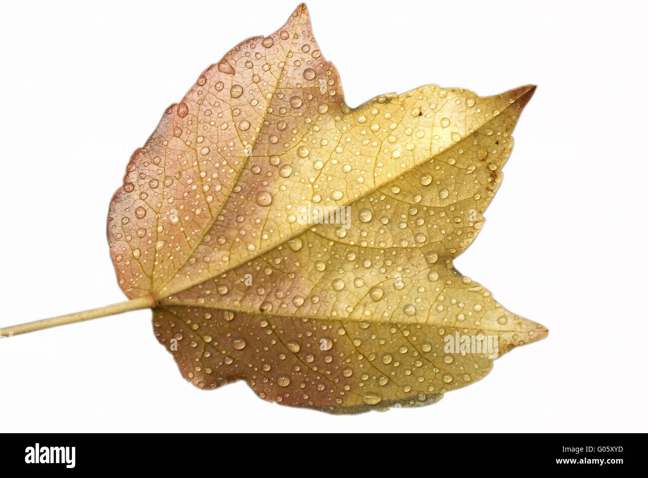 Fall bright wet leaf Cut Out Stock Images & Pictures - Alamy