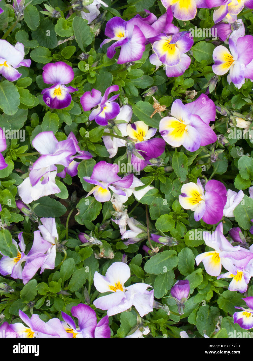 Violas viola hi-res stock photography and images - Alamy