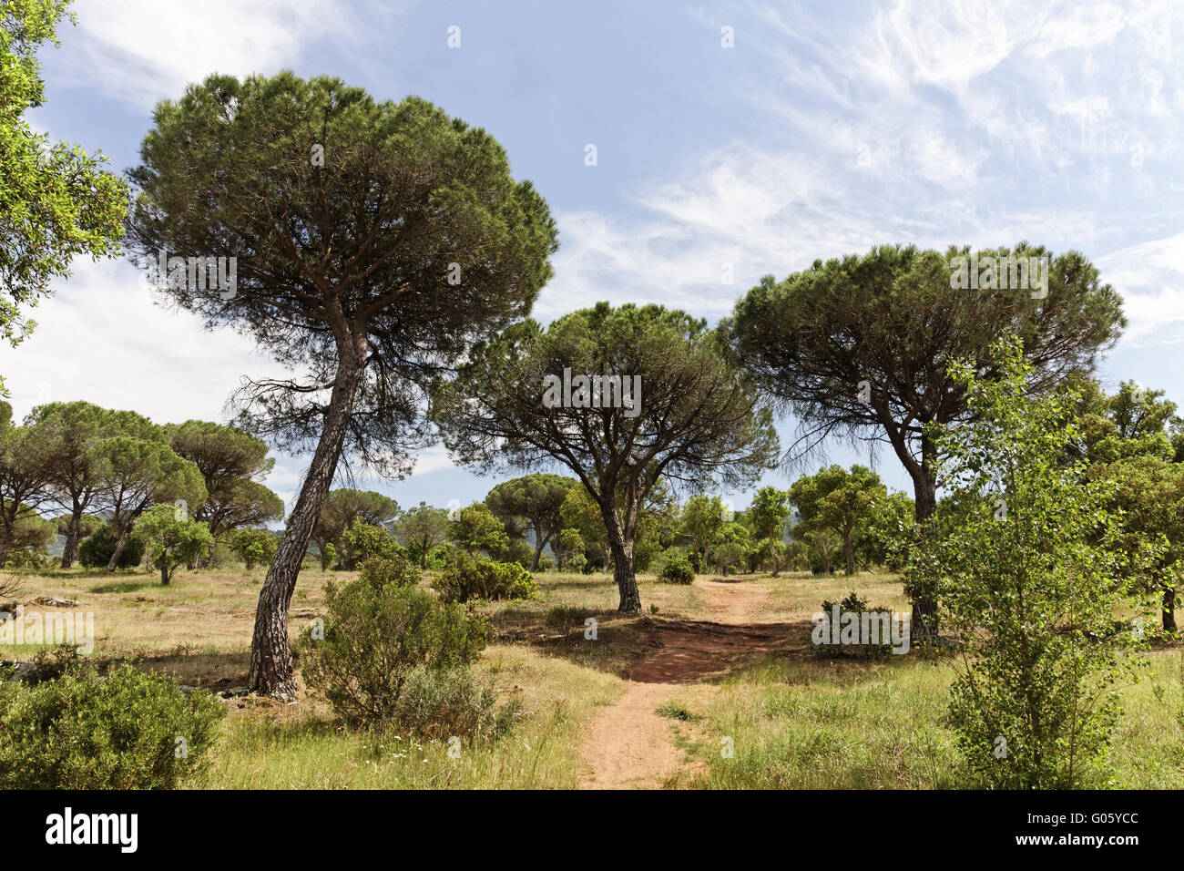 Pine forest (Pinus pinea) with Massif des Maures Stock Photo - Alamy