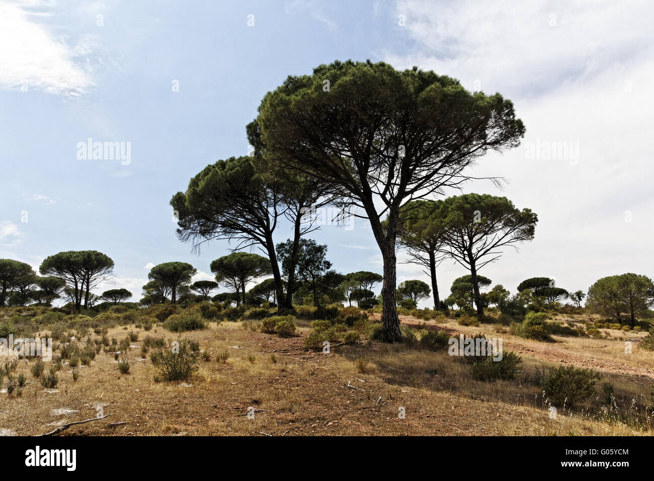 Pine forest (Pinus pinea) with Massif des Maures Stock Photo - Alamy