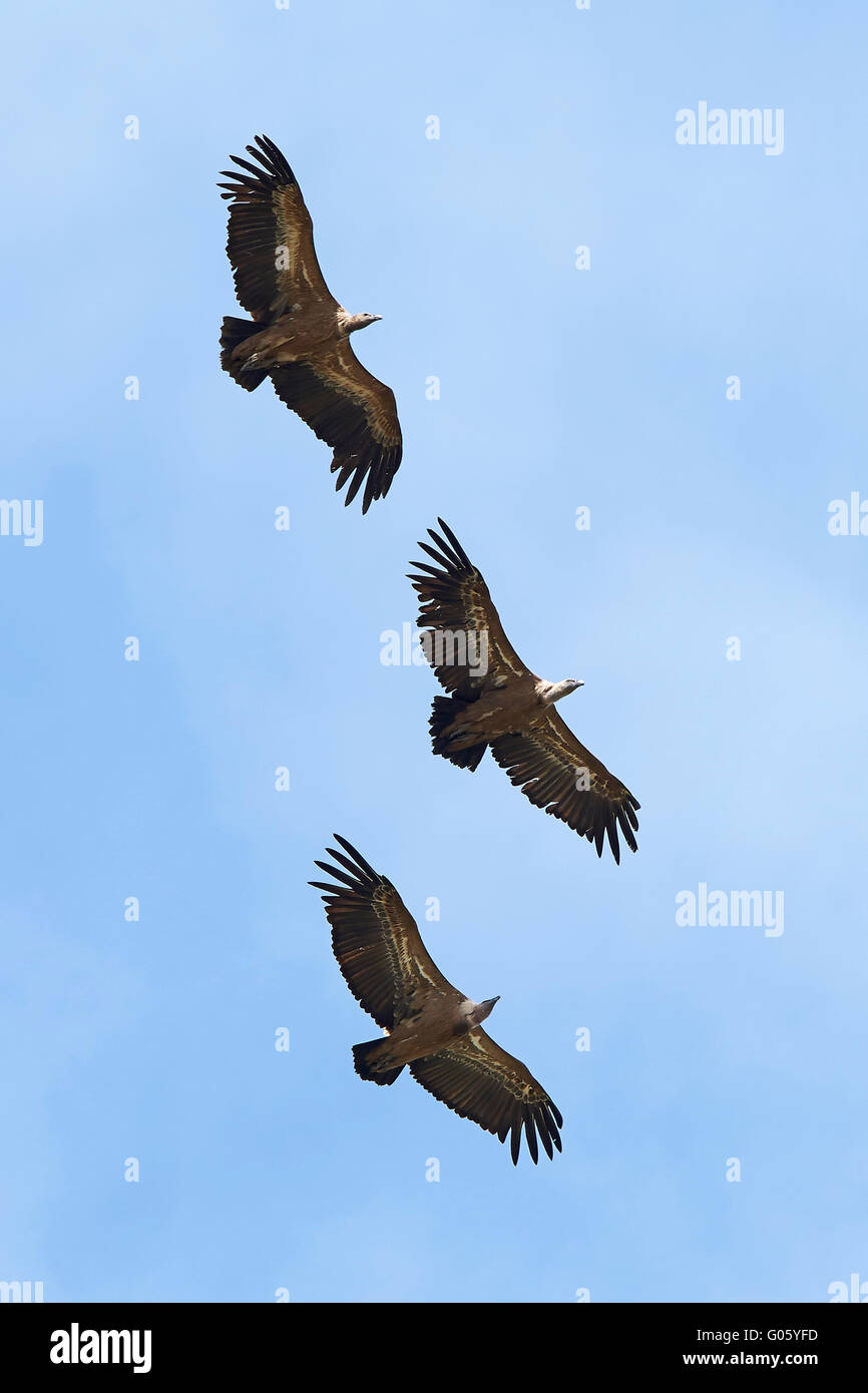 Three Griffon vultures in flight with blue skies in the background ...