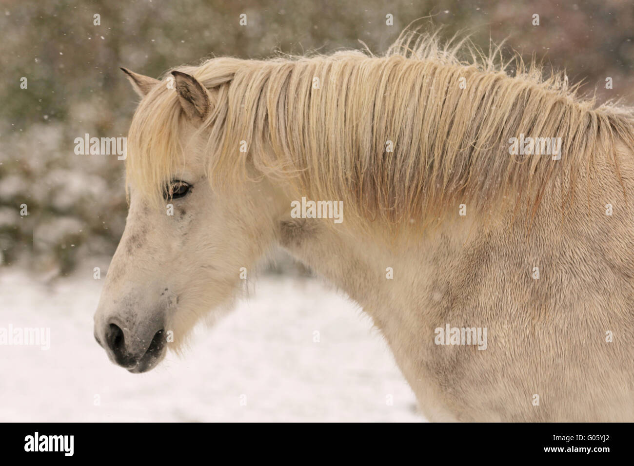 Islandpony horse close hi-res stock photography and images - Alamy
