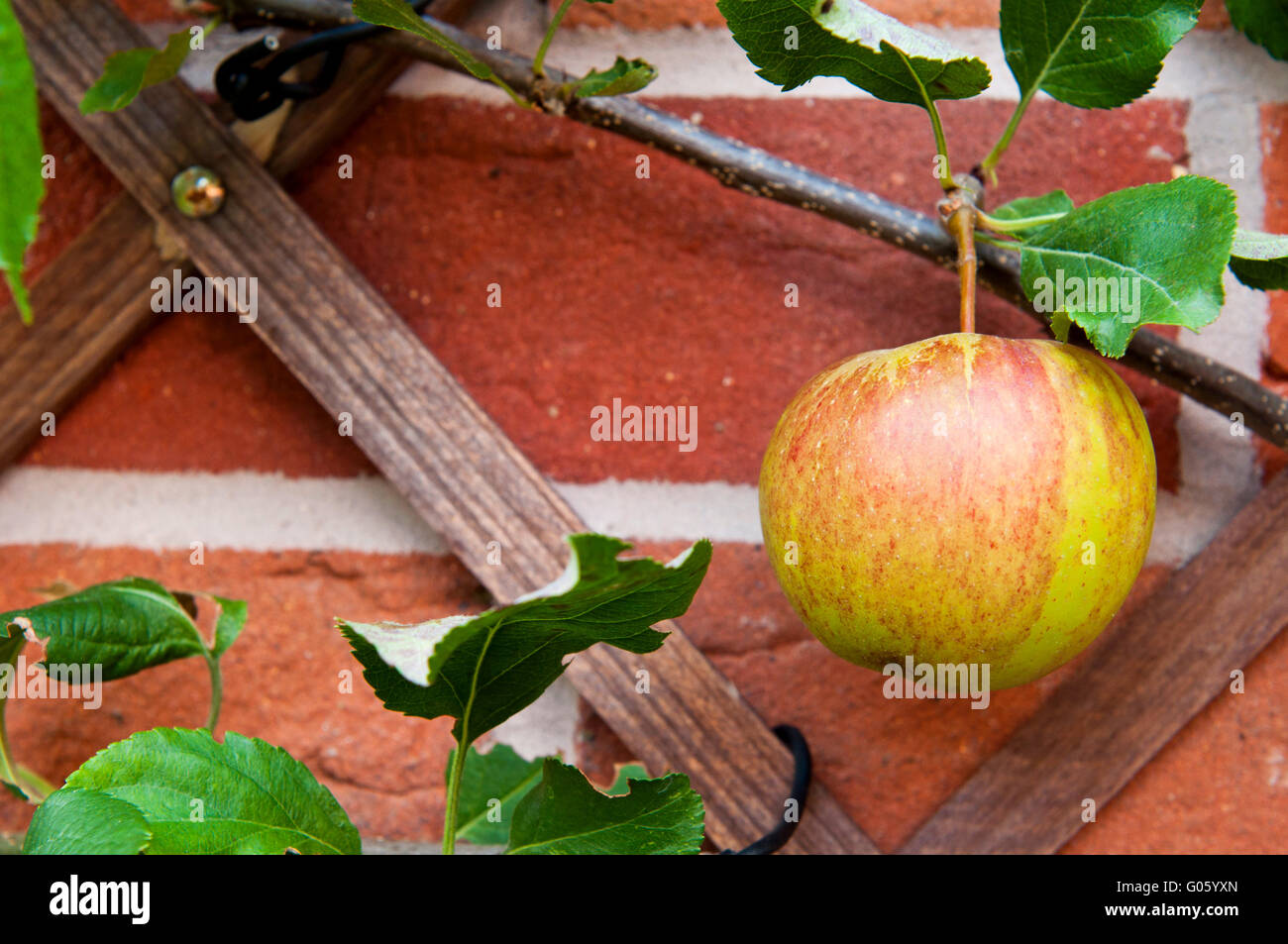 delicious biological apple growing on the backyard garden wall (no ...