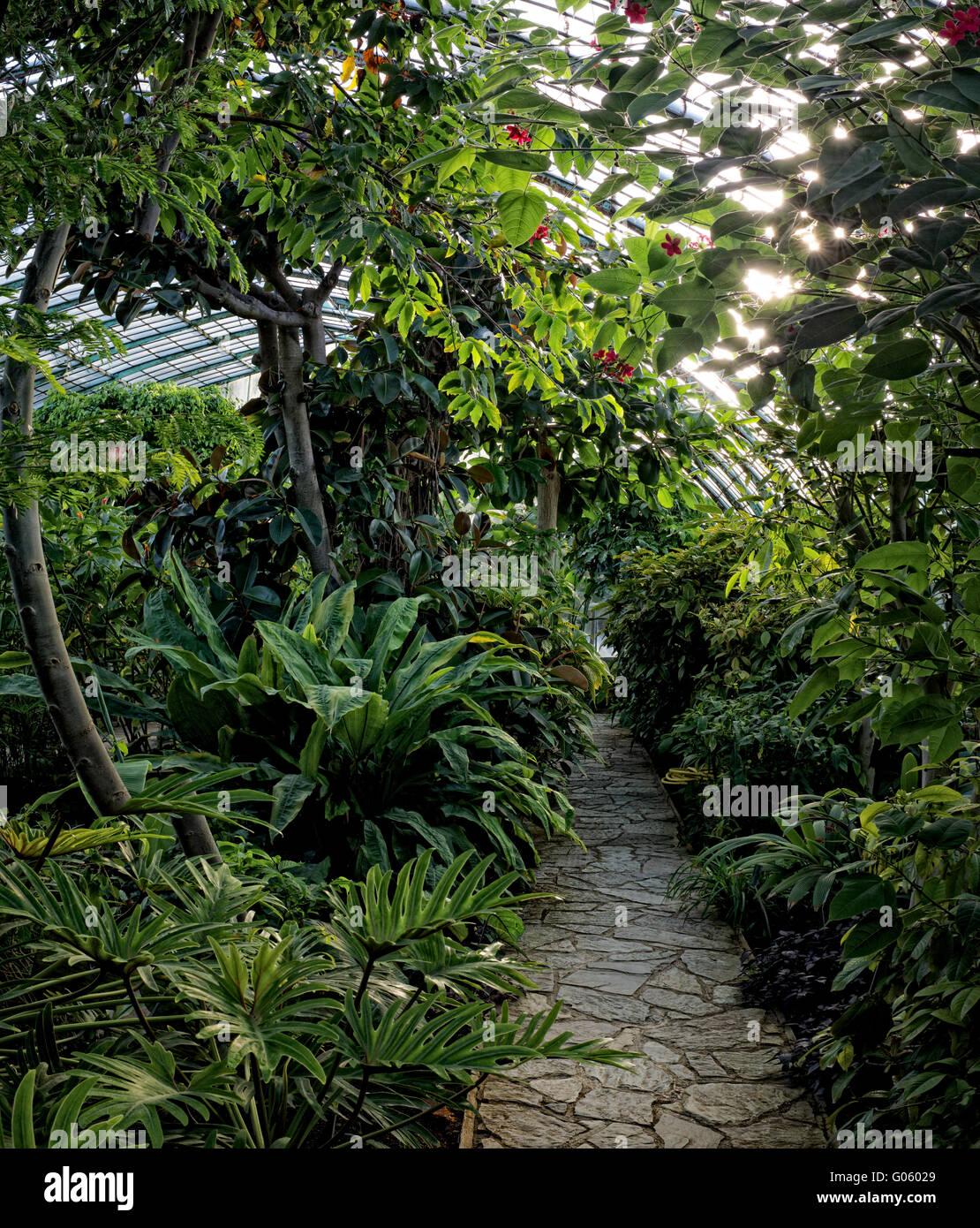 Exotic vegetation in the glasshouses of Serres d'Auteuil, Paris Stock ...