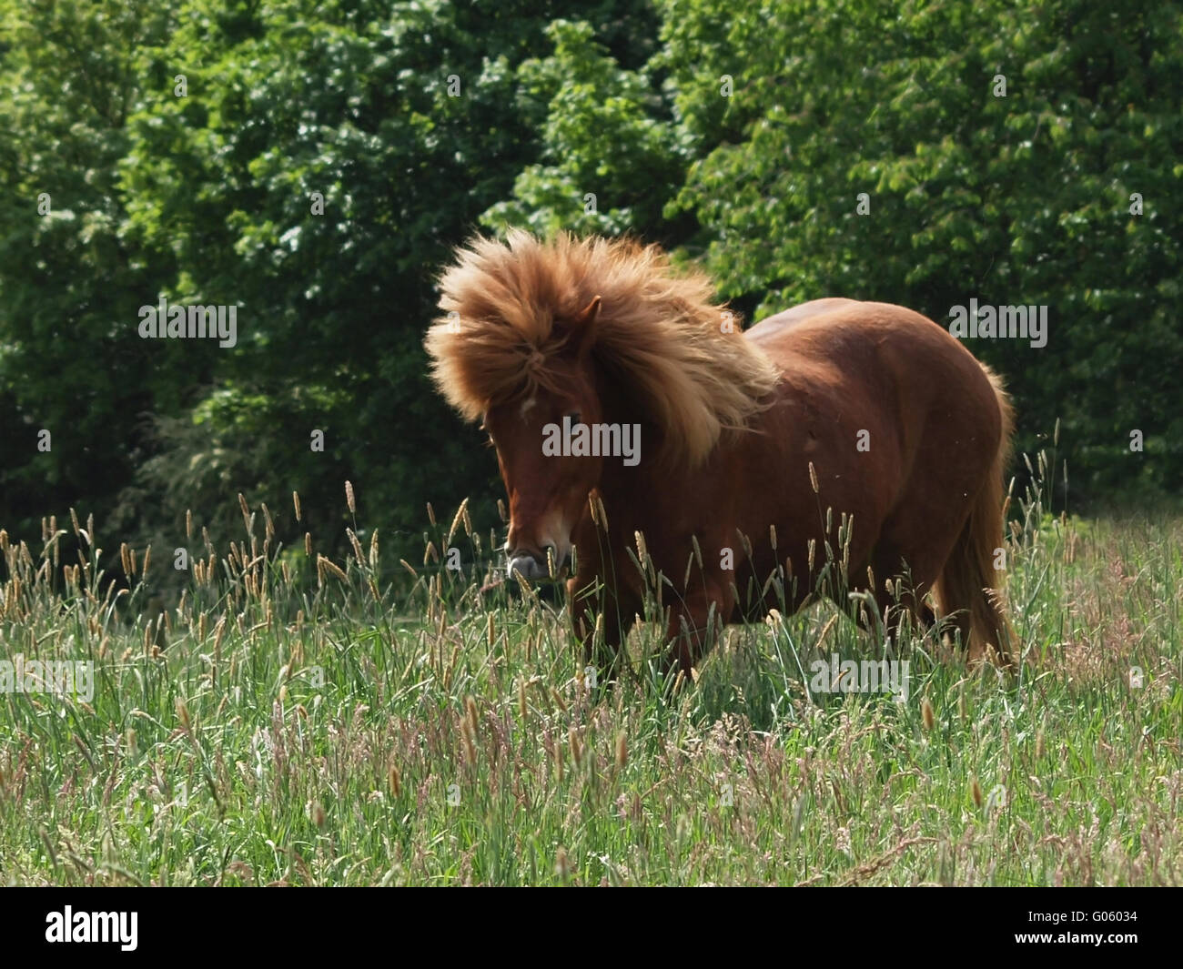 Islandpferd fuchs hi-res stock photography and images - Alamy