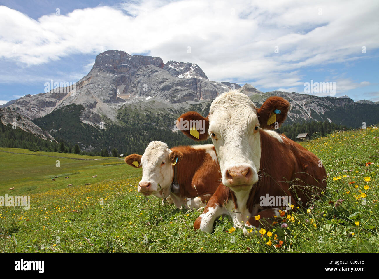 Cow natural world hi-res stock photography and images - Alamy