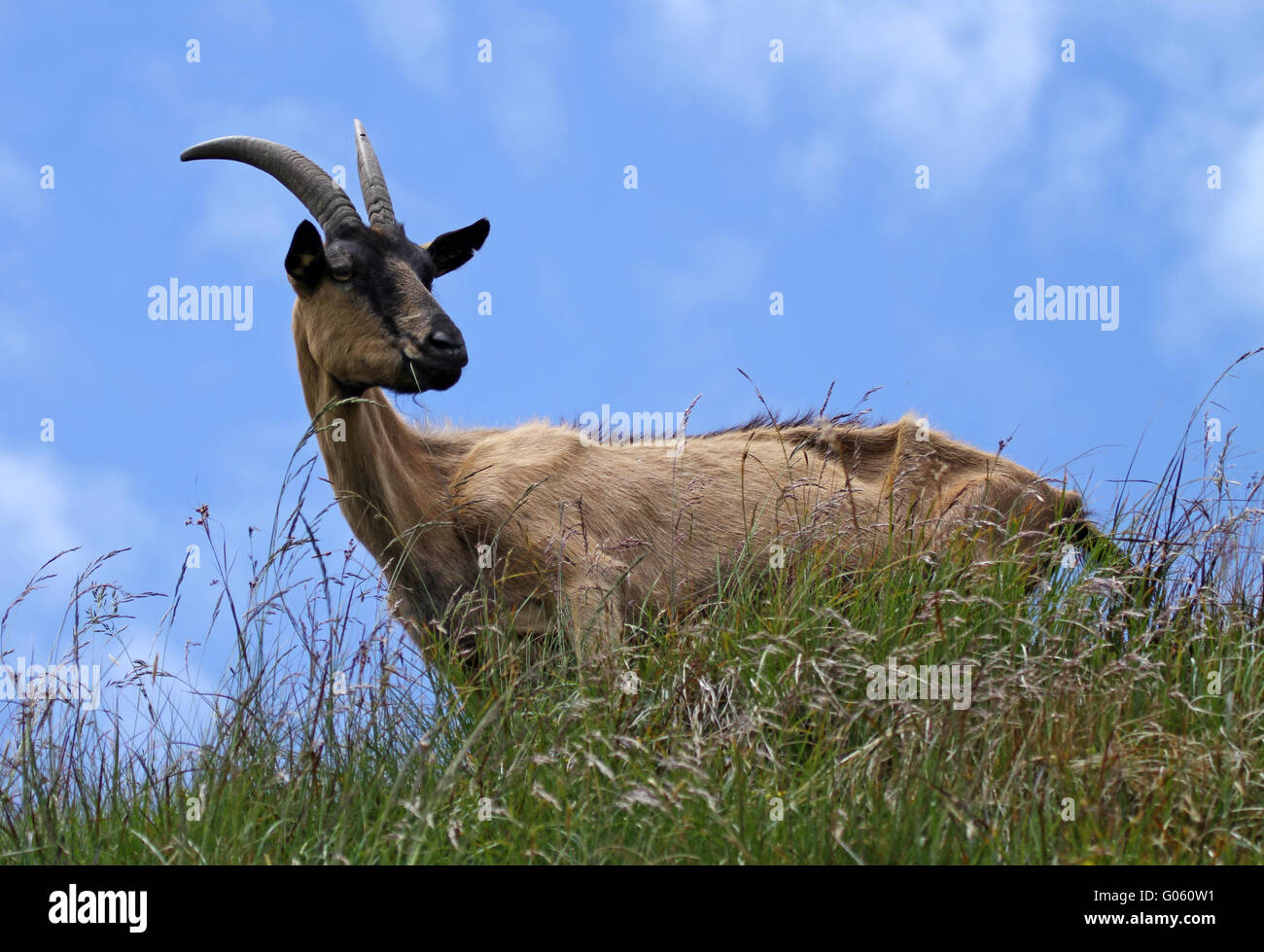 Horned ruminants hi-res stock photography and images - Alamy