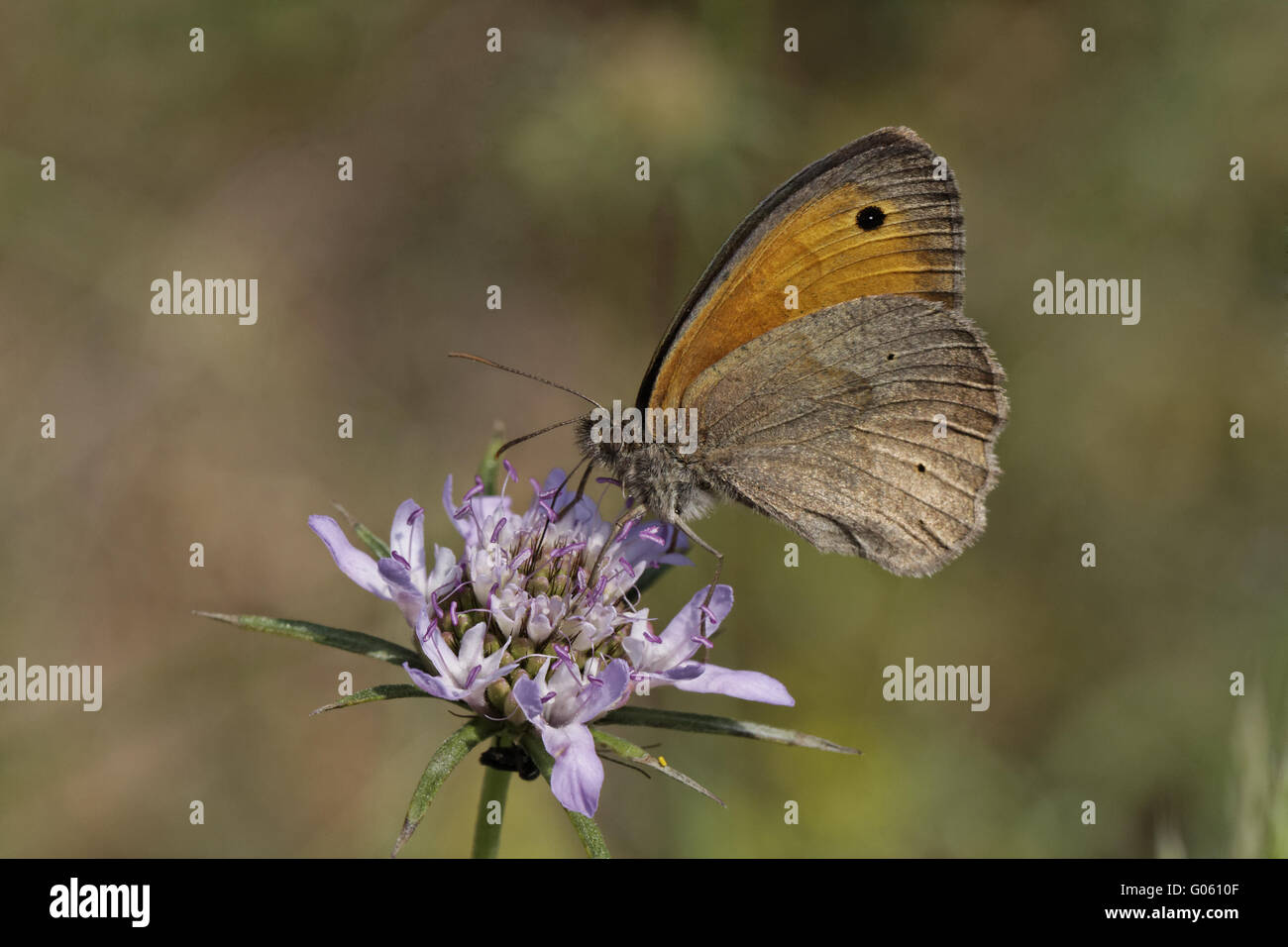 Maniola jurtina, Meadow Brown butterfly (male Stock Photo - Alamy