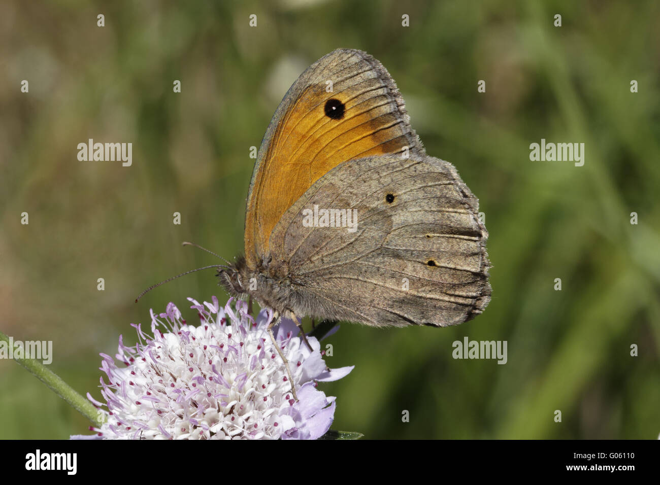 Maniola jurtina, Meadow Brown butterfly (male Stock Photo - Alamy