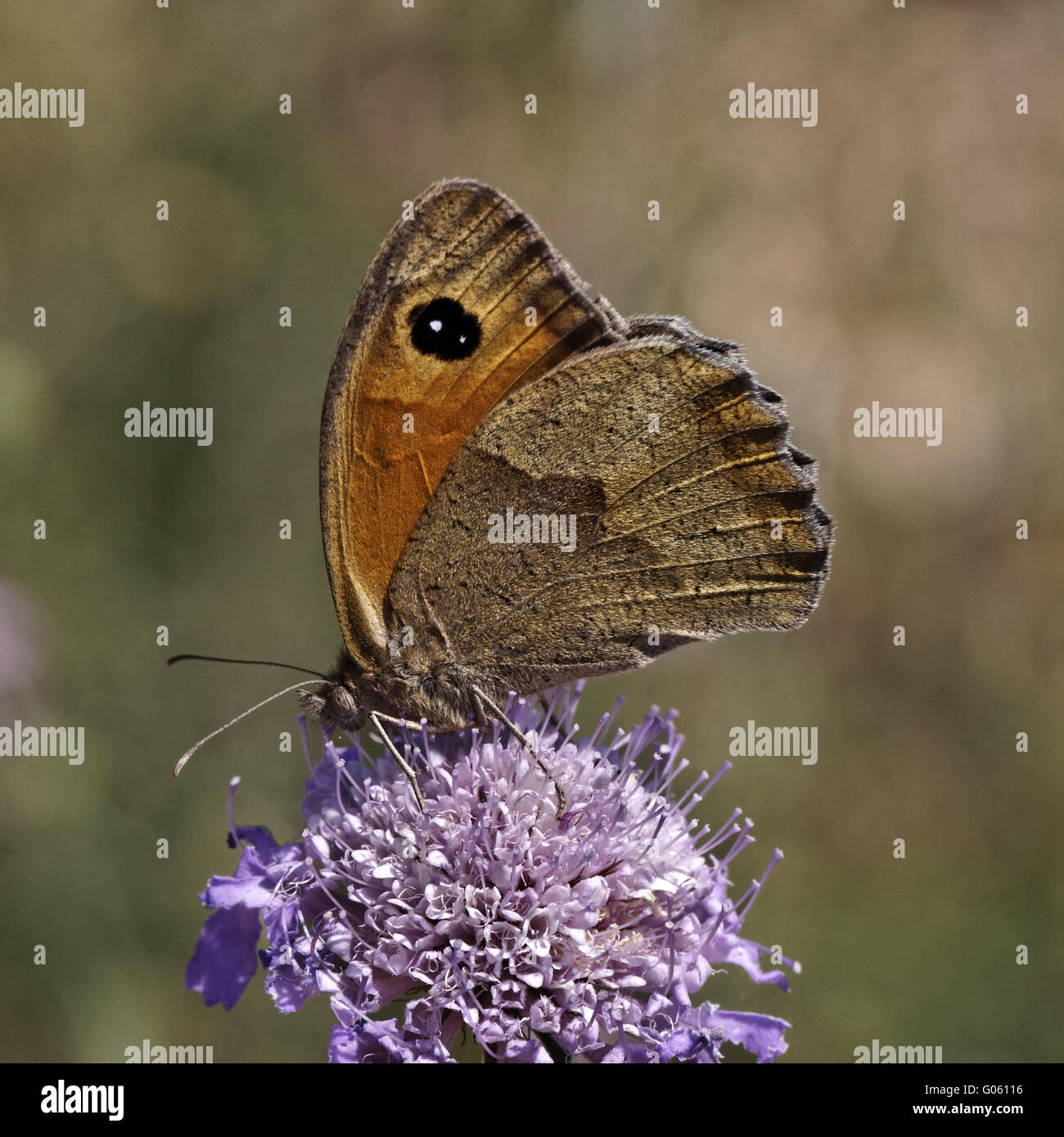 Maniola jurtina, Meadow Brown butterfly (female Stock Photo - Alamy