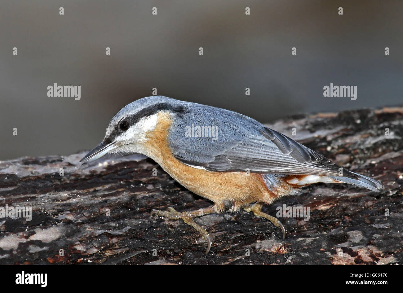 Nuthatches hi-res stock photography and images - Alamy