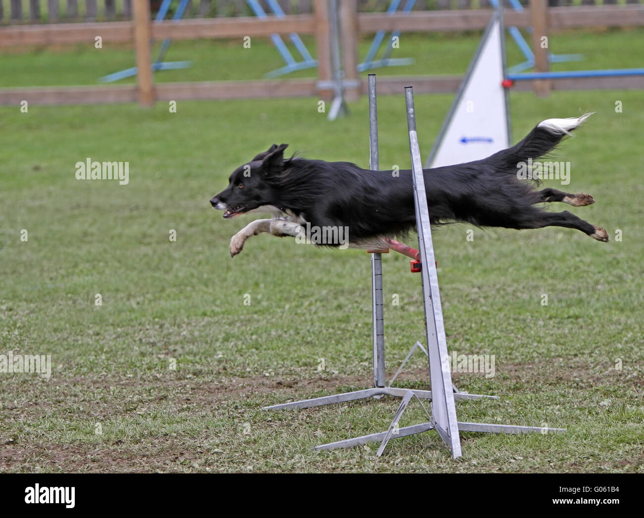 Dog dogs jumping poles hi-res stock photography and images - Alamy