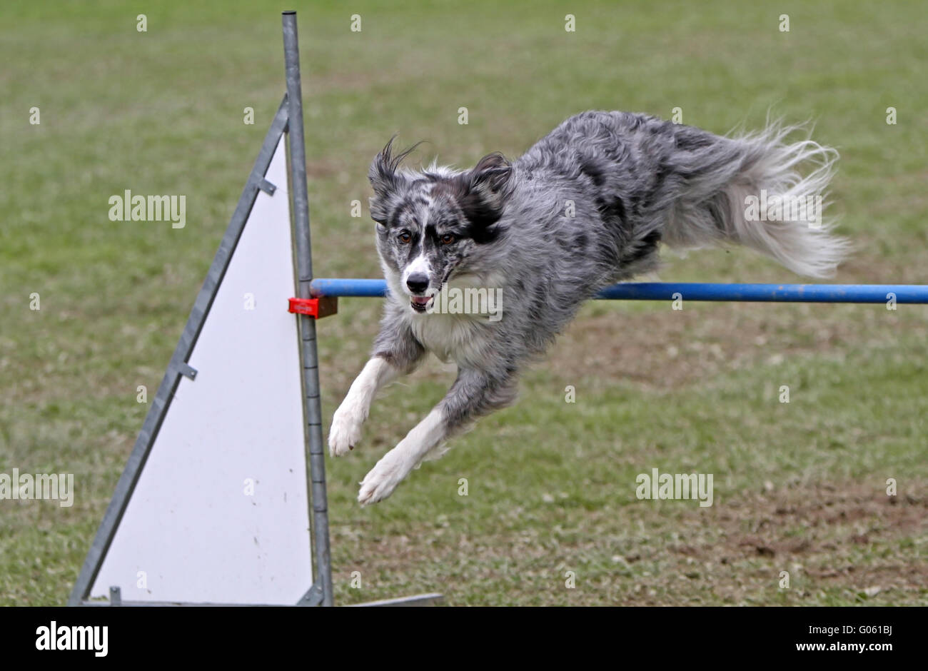 Agility turnier hi-res stock photography and images - Alamy