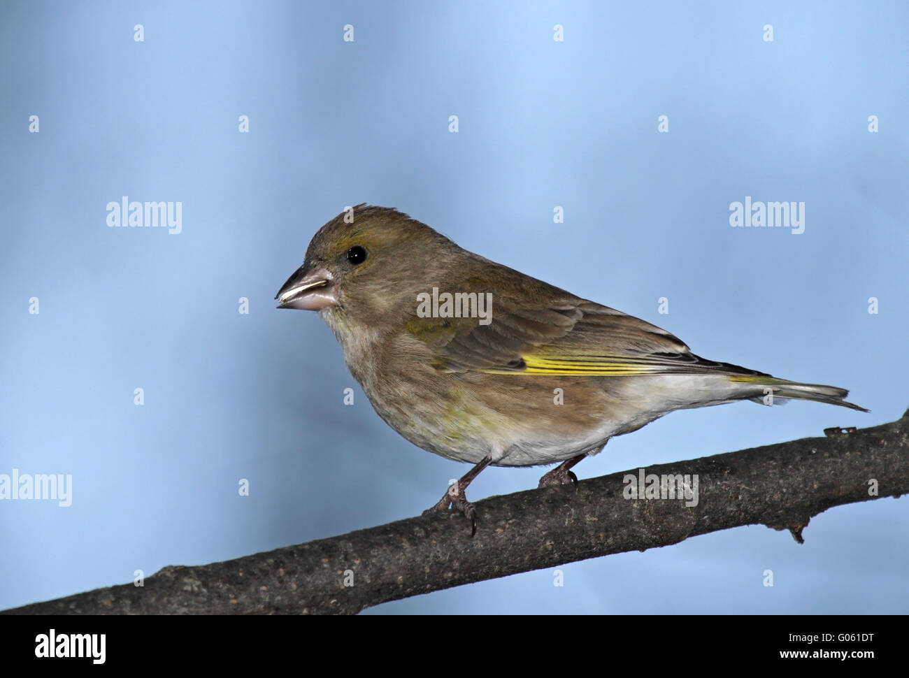 Finch like birds hi-res stock photography and images - Alamy