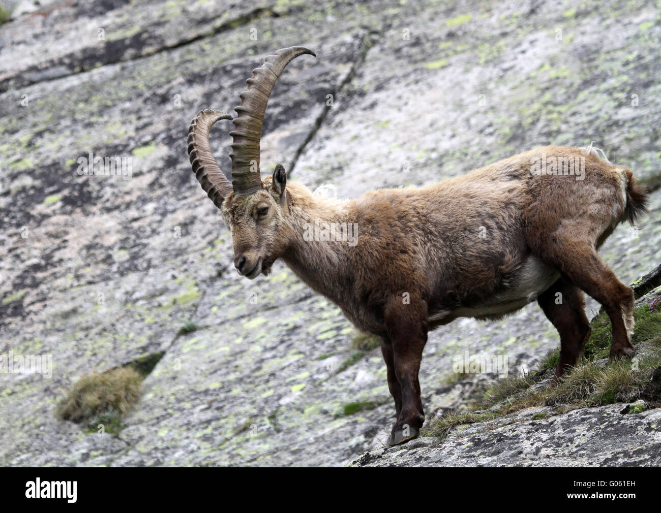 Alpine ibex capra ibex bucks hi-res stock photography and images - Alamy