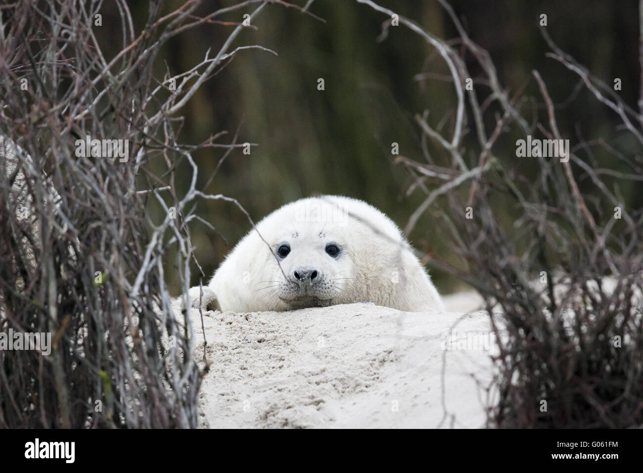 Grey seal juvenile lookin trough a Windbreaker Stock Photo - Alamy