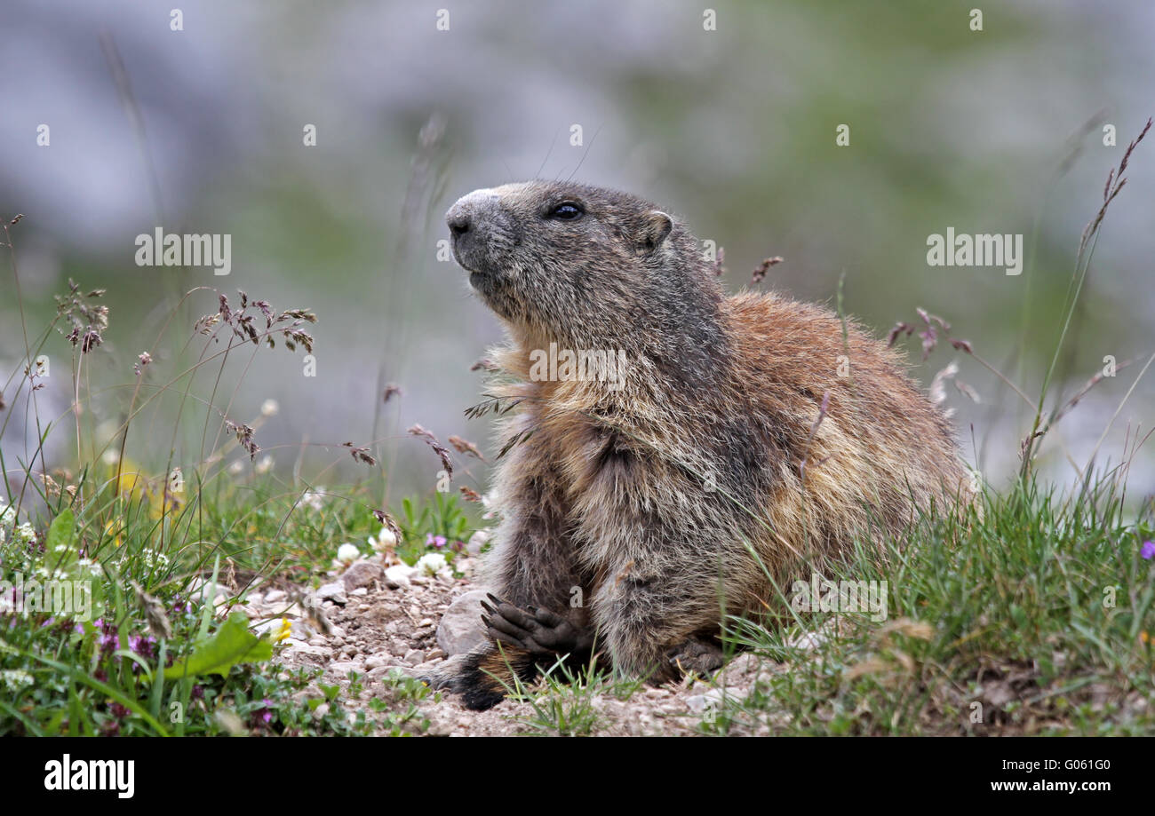 Bergbewohner hi-res stock photography and images - Alamy