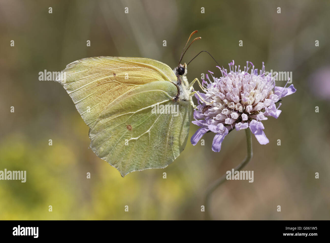 Gonepteryx cleopatra, Cleopatra butterfly (female Stock Photo - Alamy