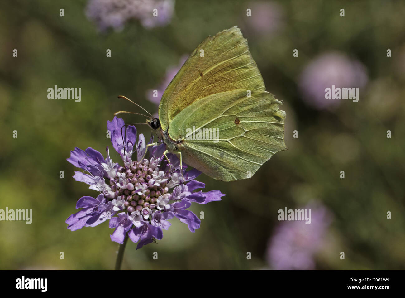 Gonepteryx cleopatra, Cleopatra butterfly (female Stock Photo - Alamy