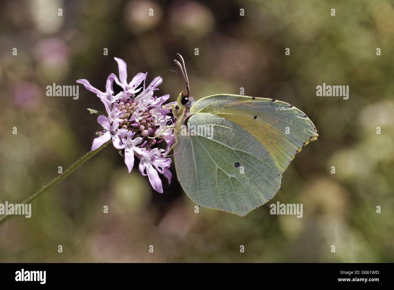 Gonepteryx cleopatra, Cleopatra on Scabious flower Stock Photo - Alamy