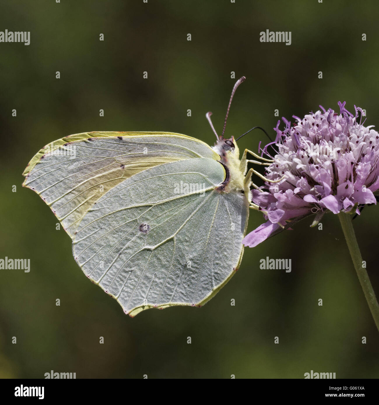 Kleopatra falter hi-res stock photography and images - Alamy