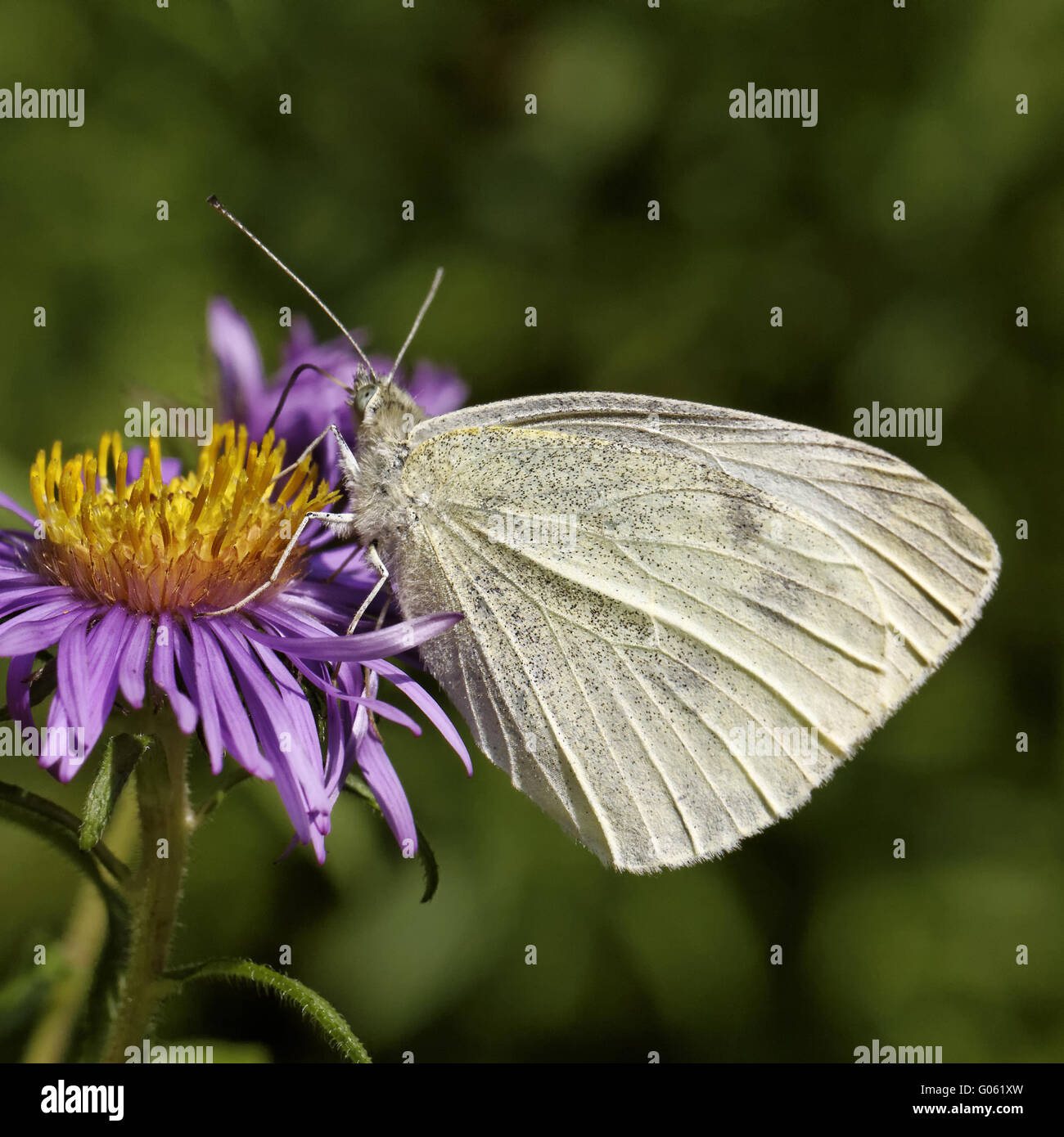 Pieris rapae, Small Cabbage White, Small White Stock Photo - Alamy