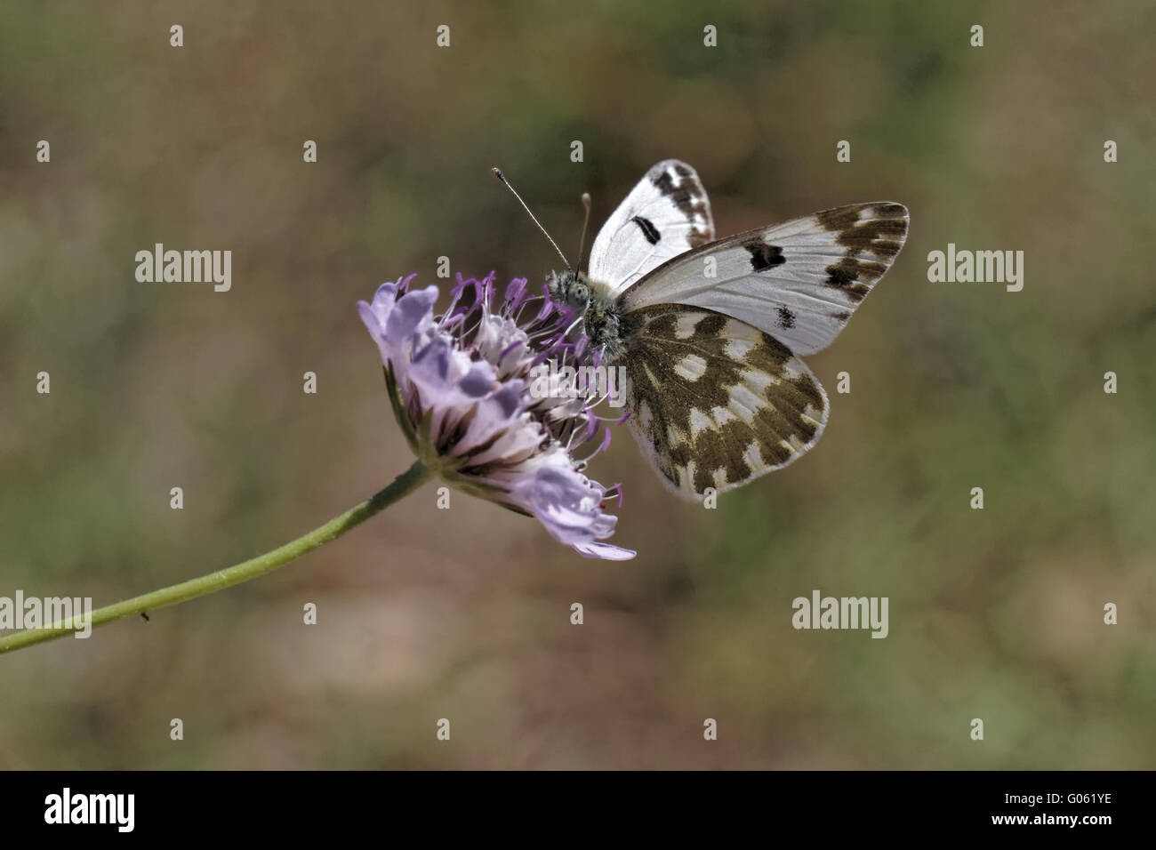 Pontia daplidice, Bath White on Scabious flower Stock Photo - Alamy