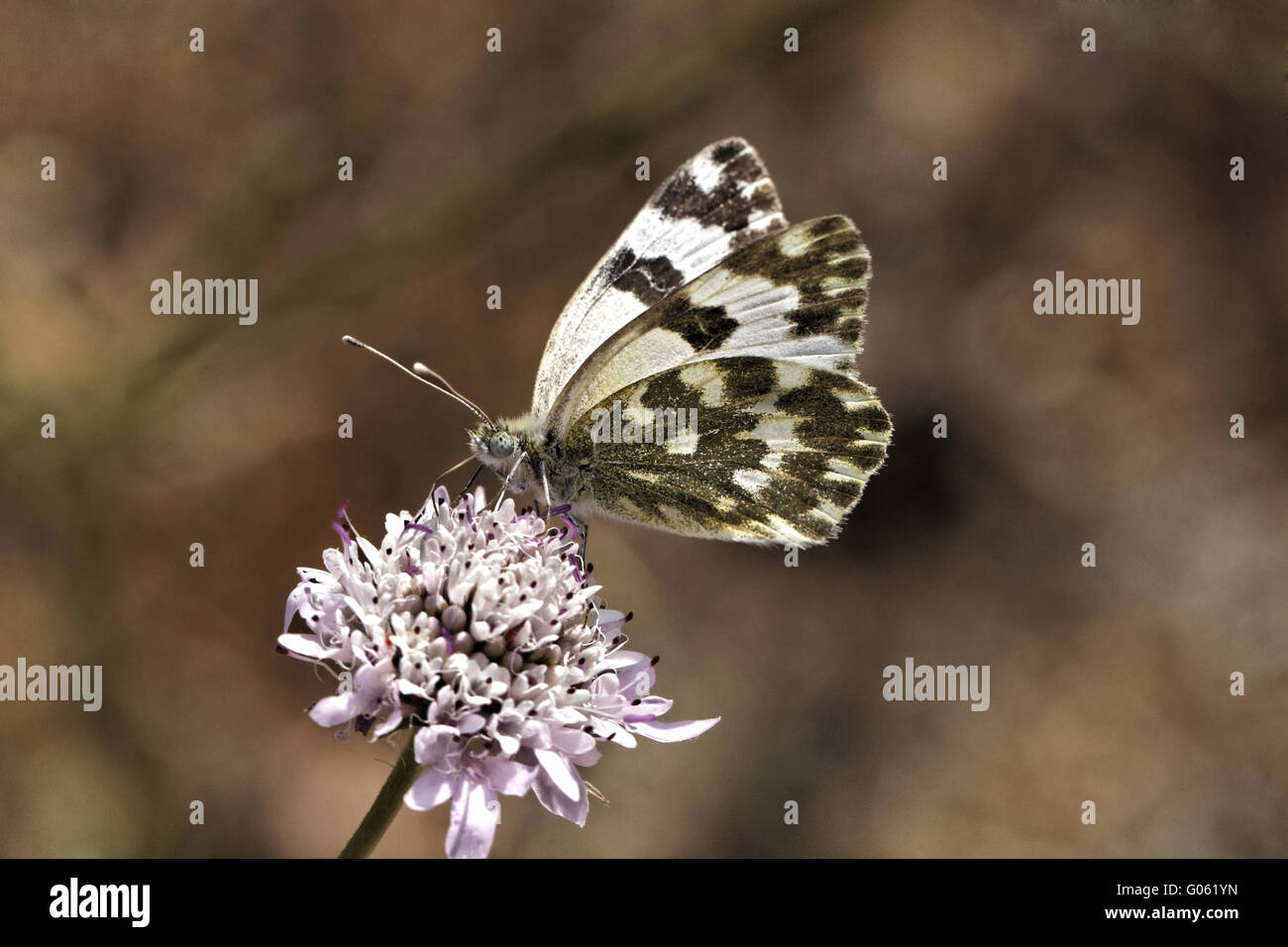 Pontia daplidice, Bath White on Skabious flower Stock Photo - Alamy