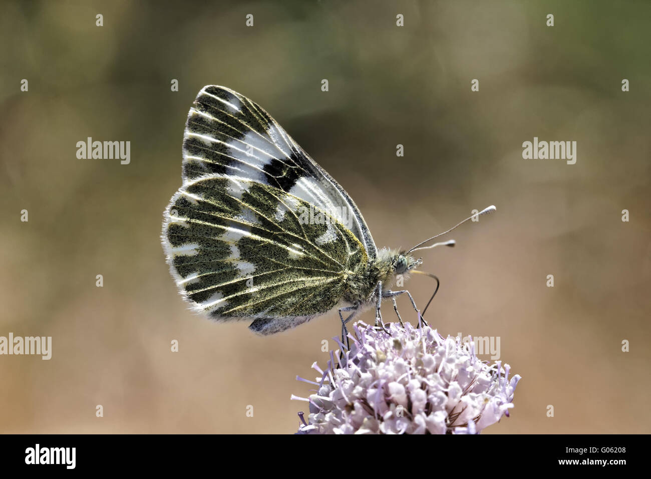 Underside bath white hi-res stock photography and images - Alamy