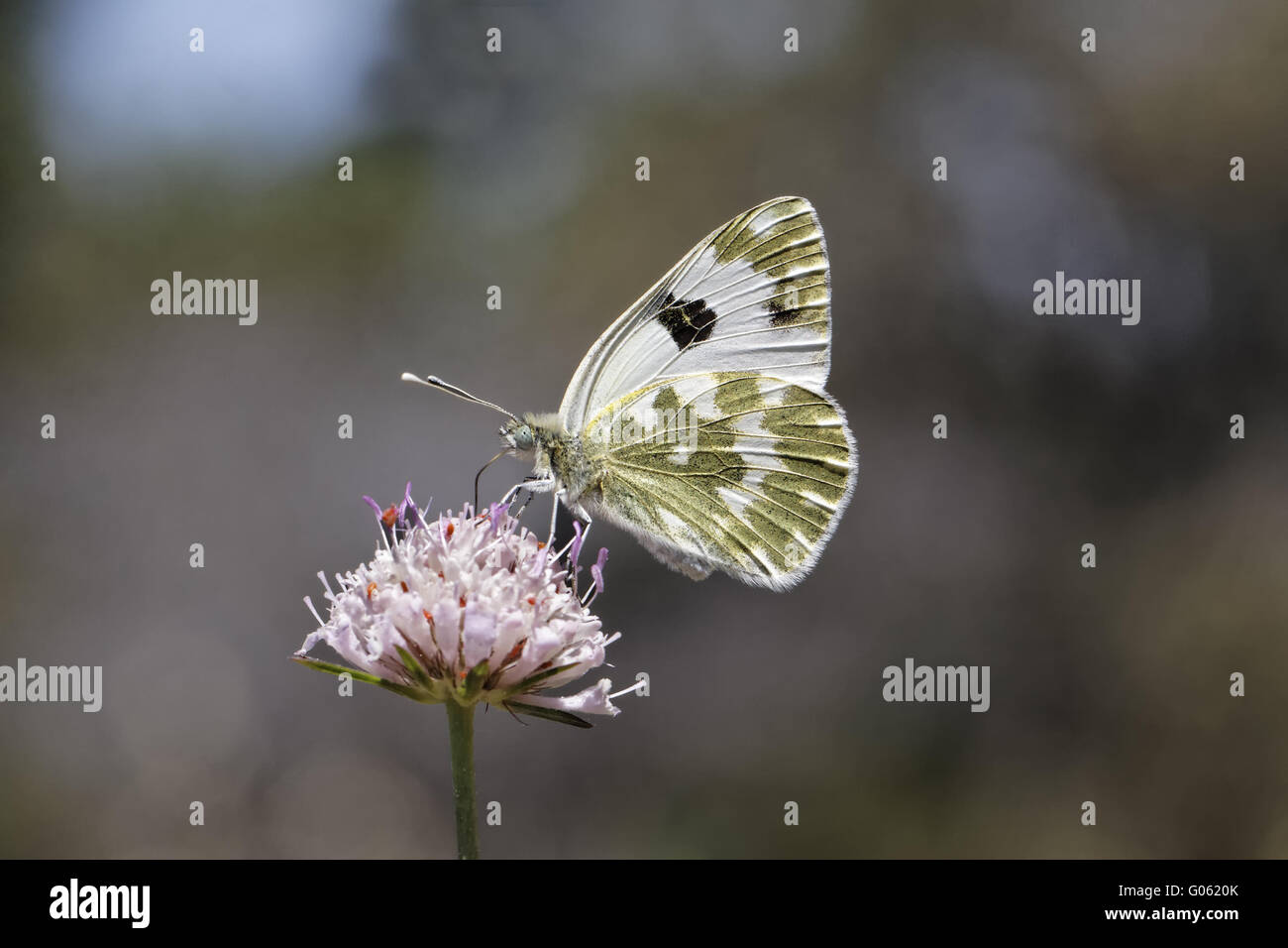 Pontia daplidice hi-res stock photography and images - Alamy