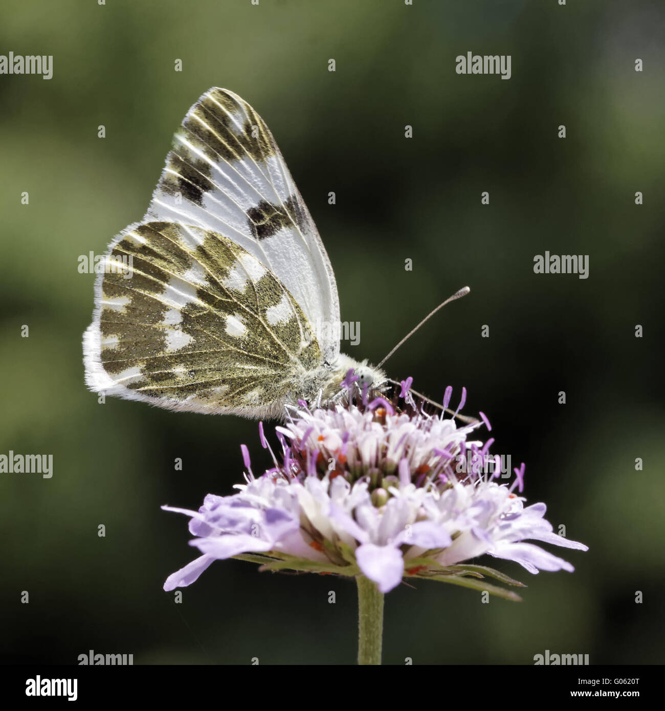 Pontia daplidice, Bath White on Scabious flower Stock Photo - Alamy