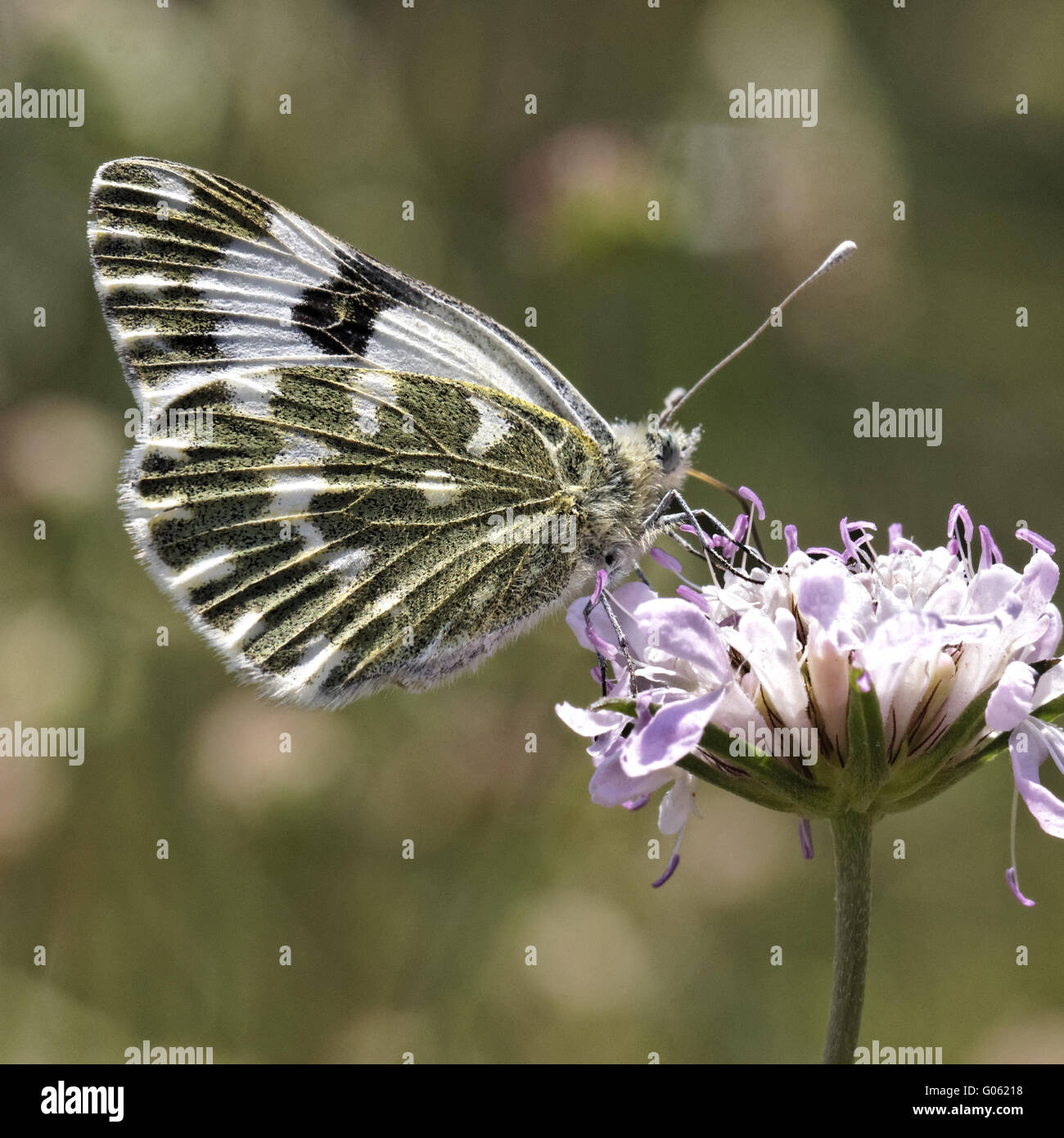 Pontia daplidice hi-res stock photography and images - Alamy
