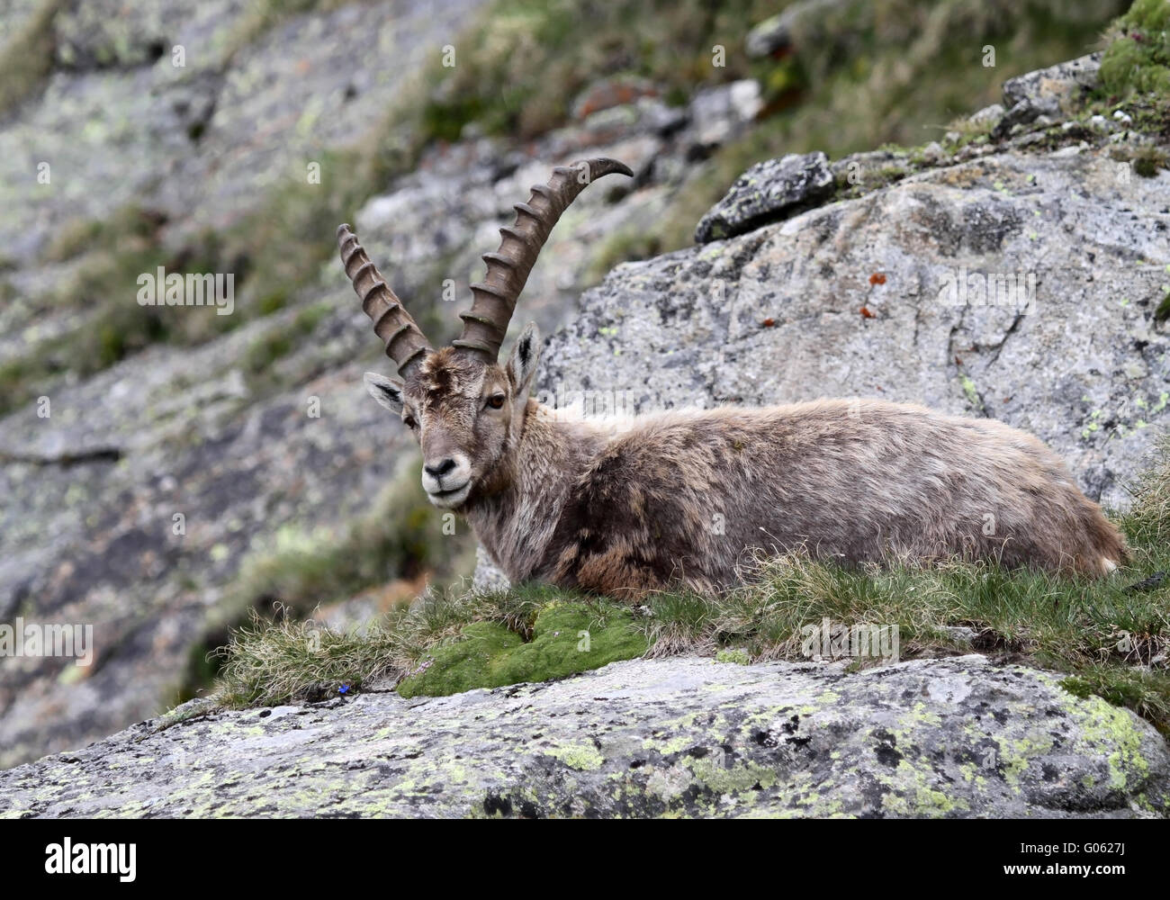 Alpin terrain hi-res stock photography and images - Alamy