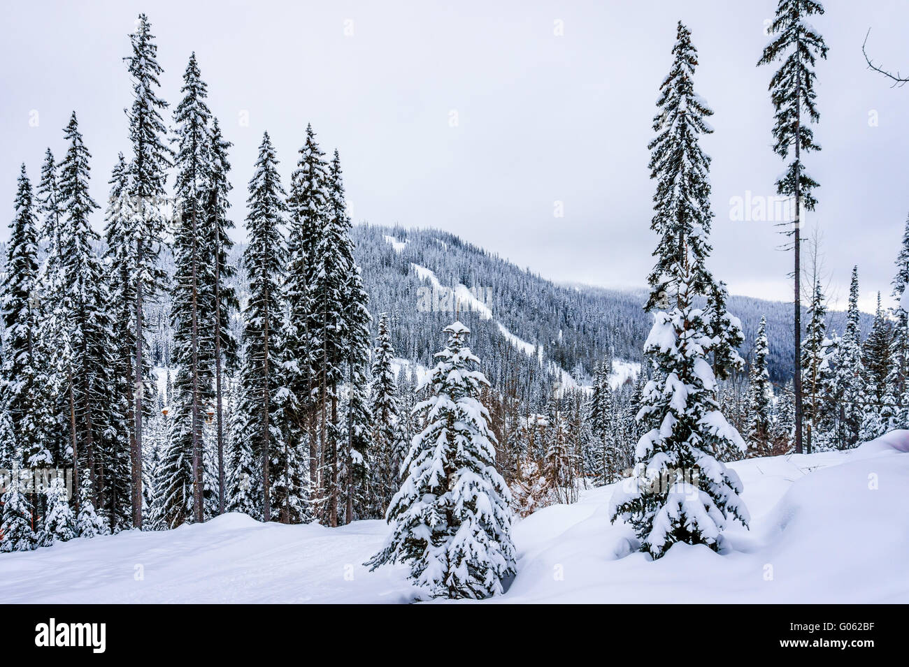 The wonders of a winter landscape with snow covered trees at Sun Peaks ...