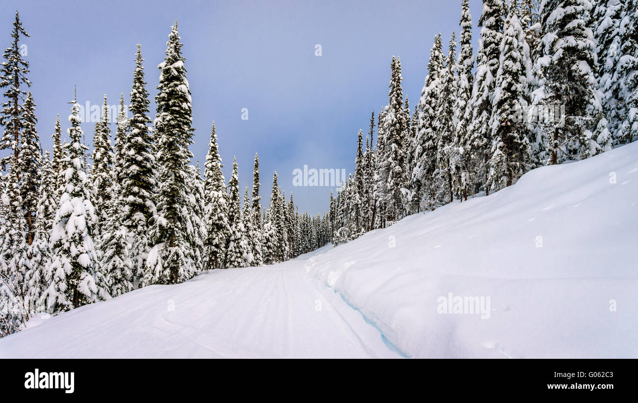 The wonders of a winter landscape with snow covered trees at Sun Peaks ...