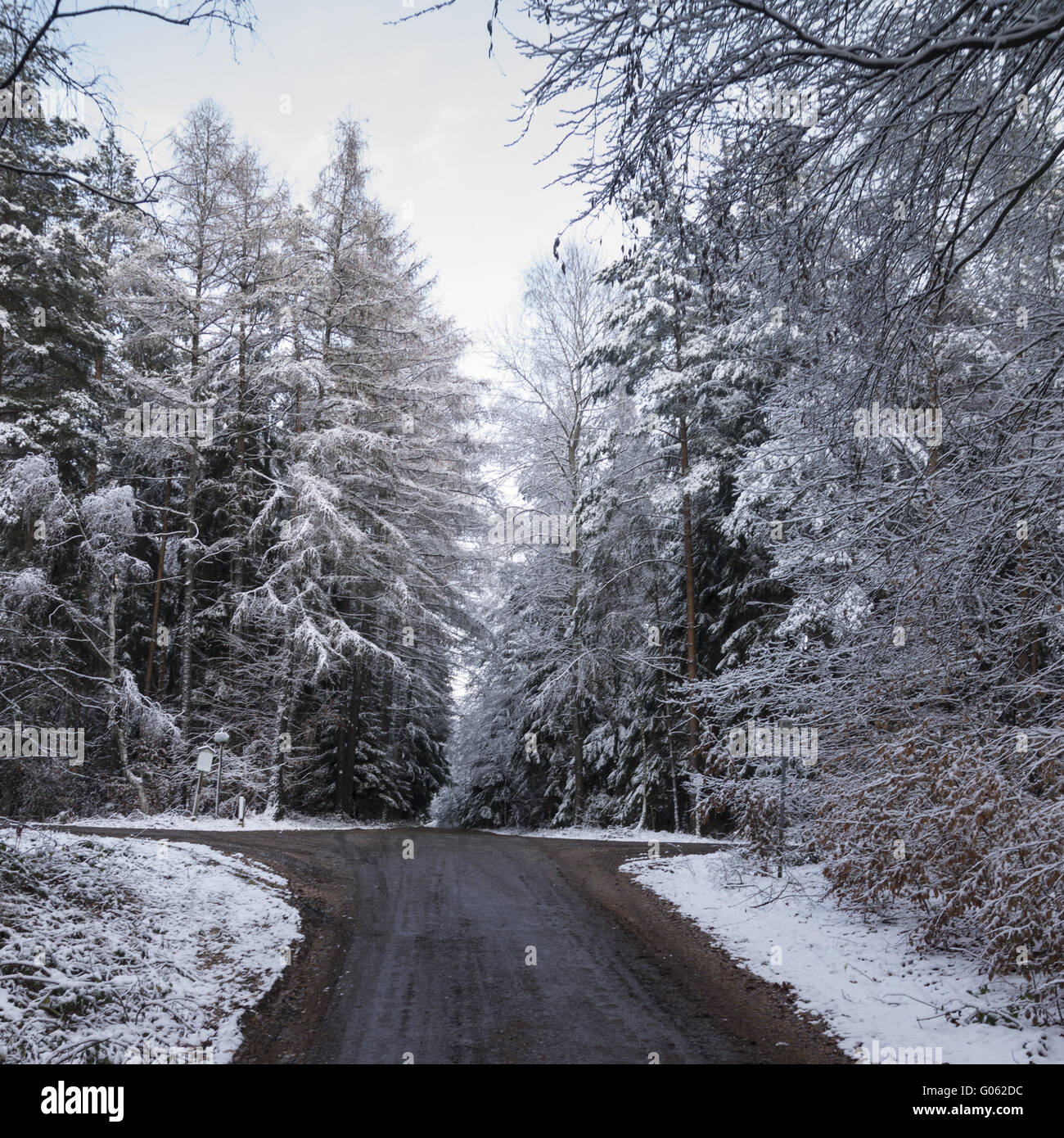 German forrest hi-res stock photography and images - Alamy