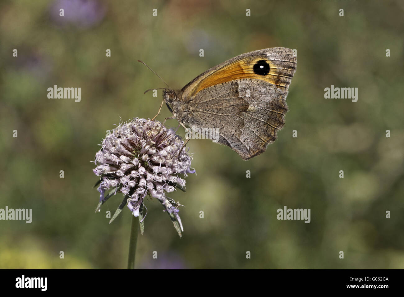 Meadow brown underside hi-res stock photography and images - Alamy