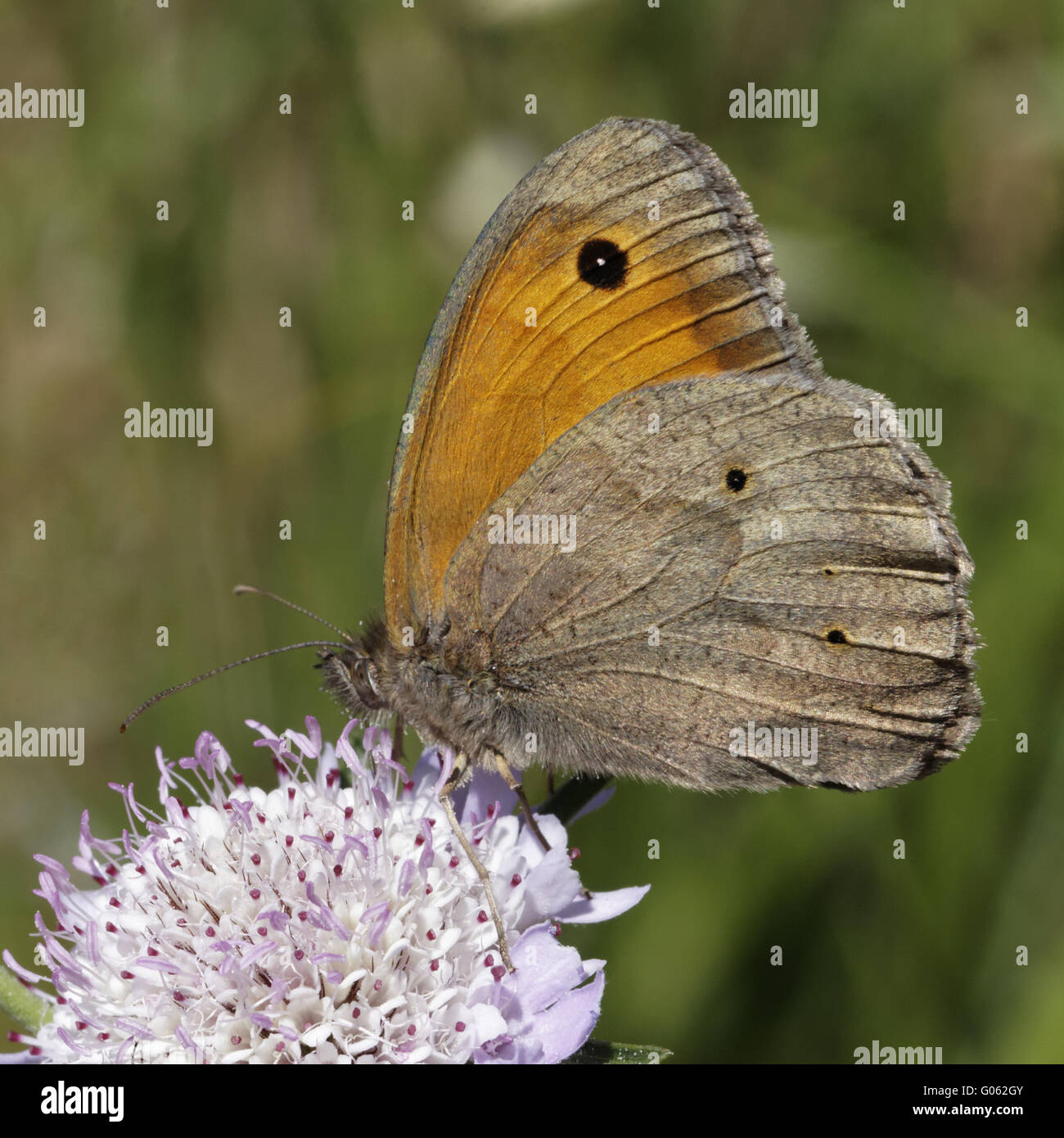 Maniola jurtina, Meadow Brown butterfly (male Stock Photo - Alamy