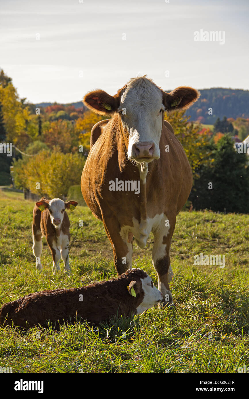 Cow with calves Stock Photo - Alamy