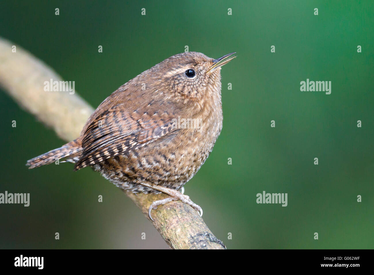 Pacific wrens hi-res stock photography and images - Alamy