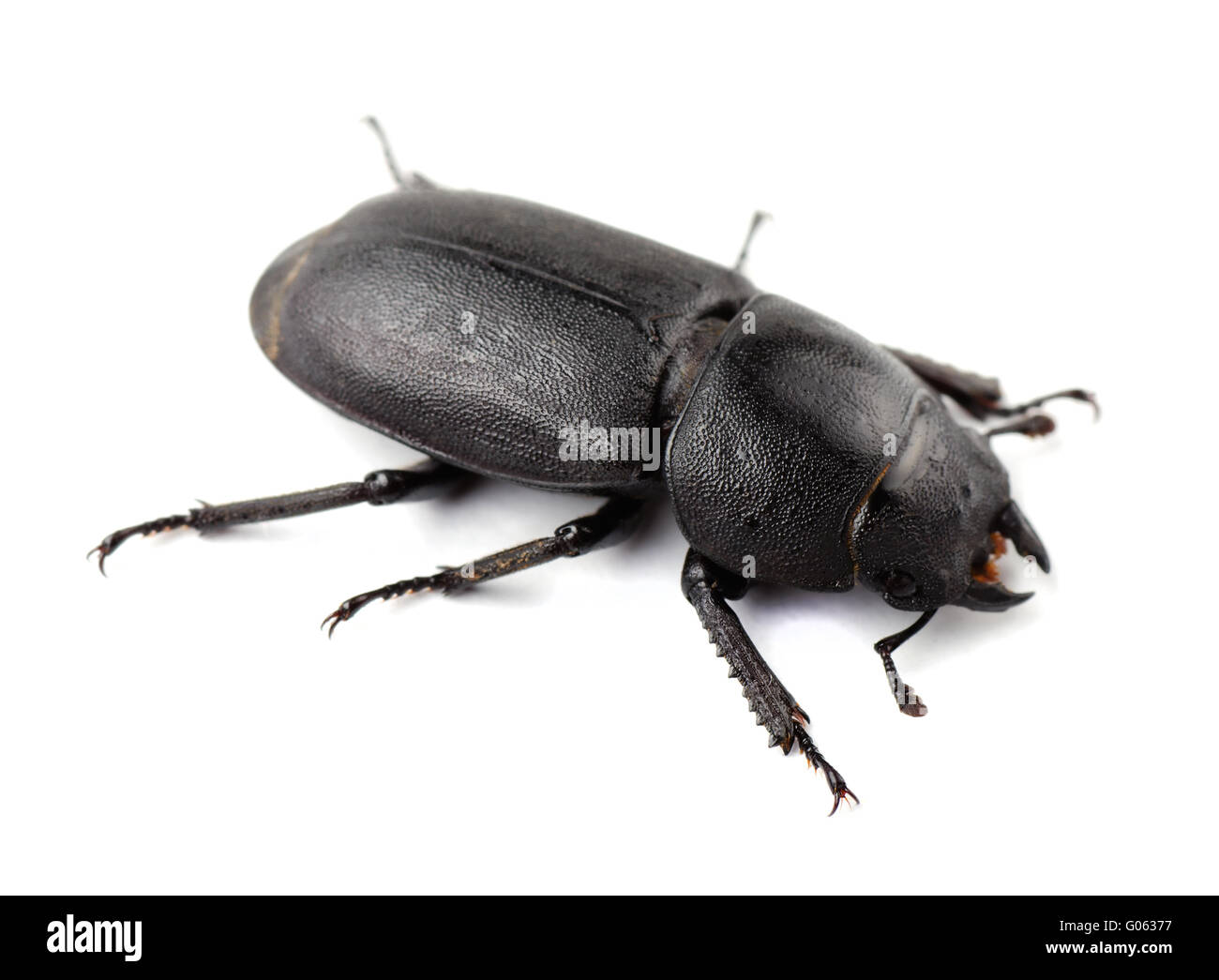 Stag horned female hi-res stock photography and images - Alamy