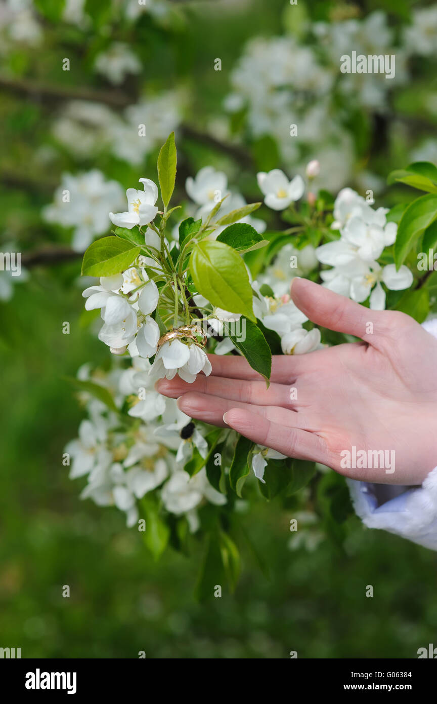 Woman hand holding flowering tree Stock Photo - Alamy
