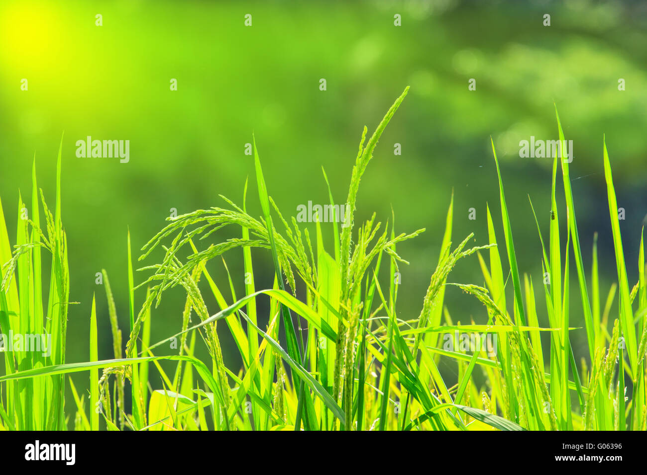 Grain field in sunshine hi-res stock photography and images - Alamy