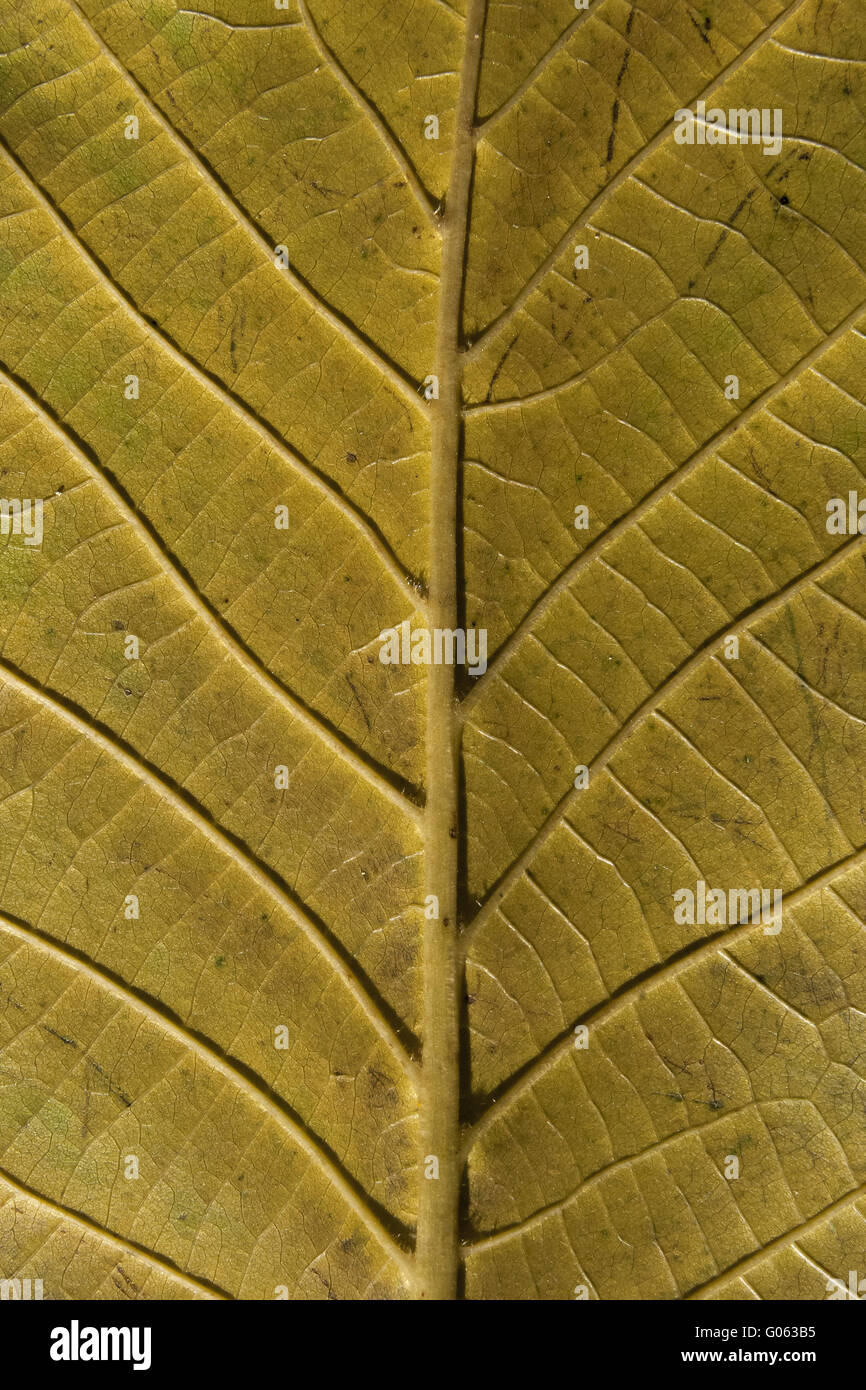 Autumn leaf vein structure underside green color a Stock Photo - Alamy