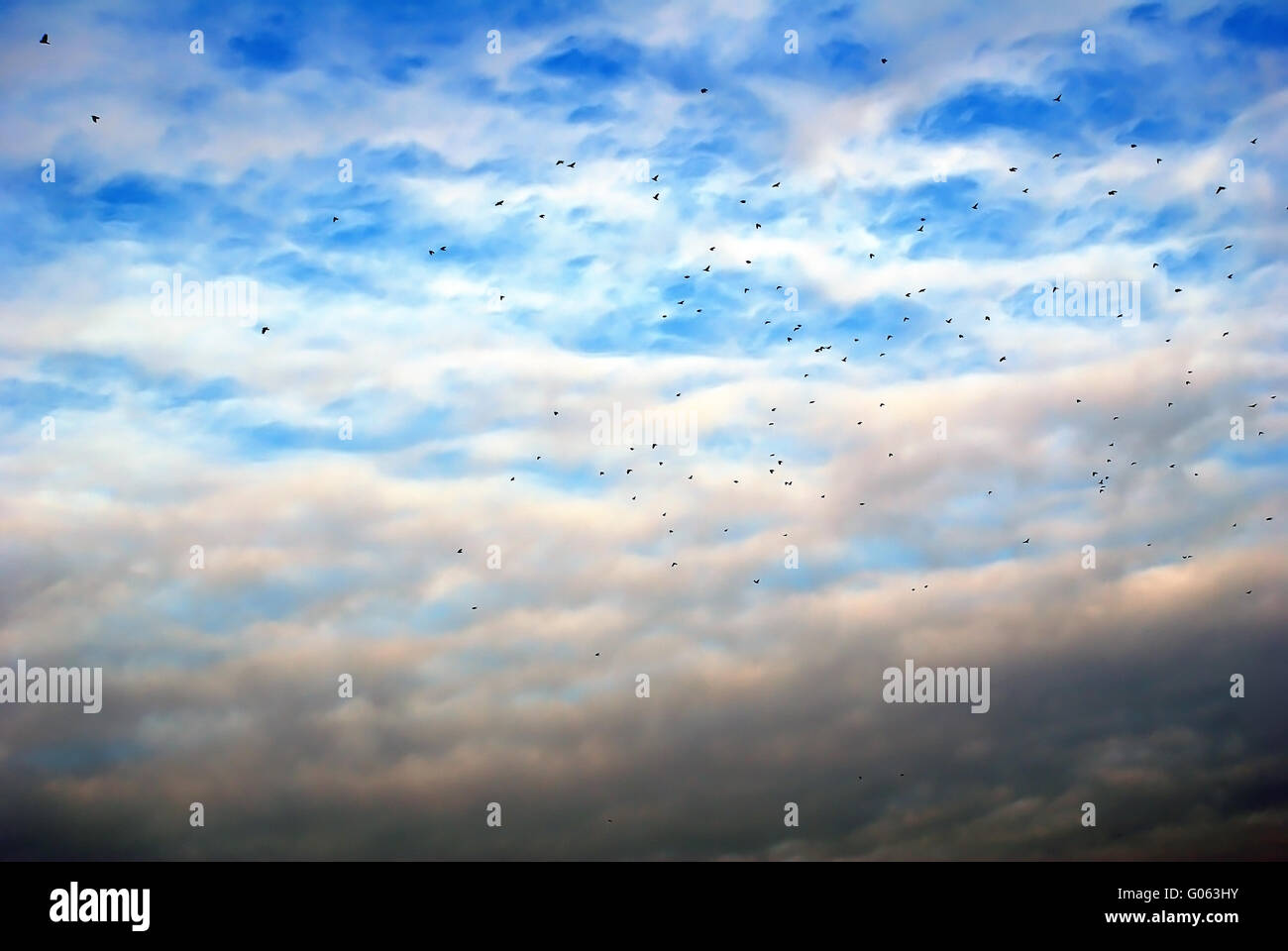 Swarm of birds hi-res stock photography and images - Alamy